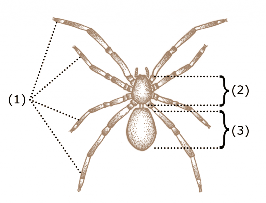 Are Spiders Insects? - Earthpedia - Earth.com
