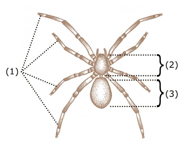 Sind Spinnen Insekten? * Earthpedia • Earth.com | be settled