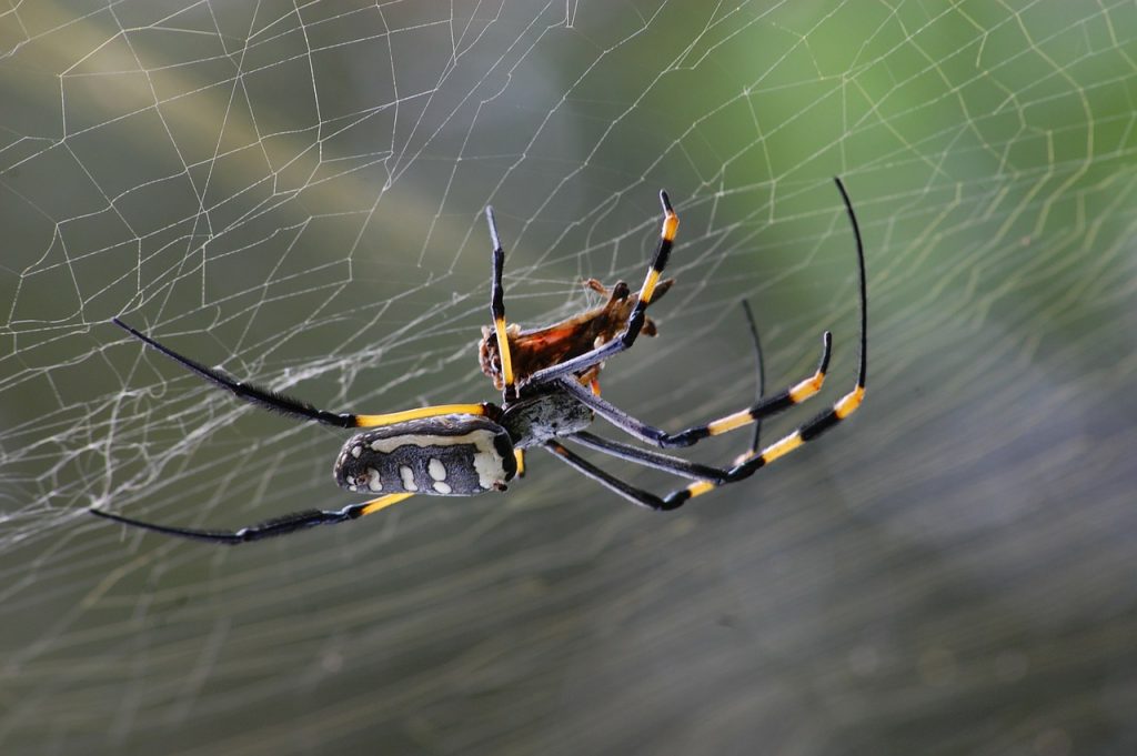 Are Spiders Insects? - Earthpedia - Earth.com