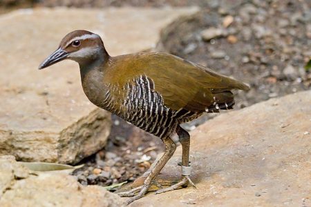 Top 7 Most Interesting State Birds - Earthpedia - Earth.com