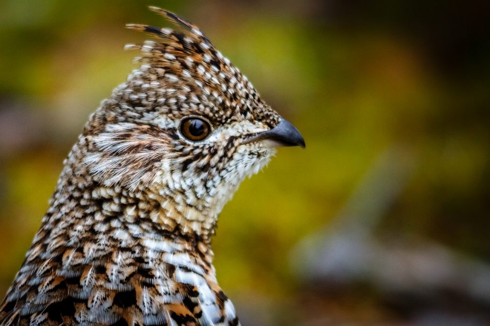 Top 7 Most Interesting State Birds - Earthpedia - Earth.com
