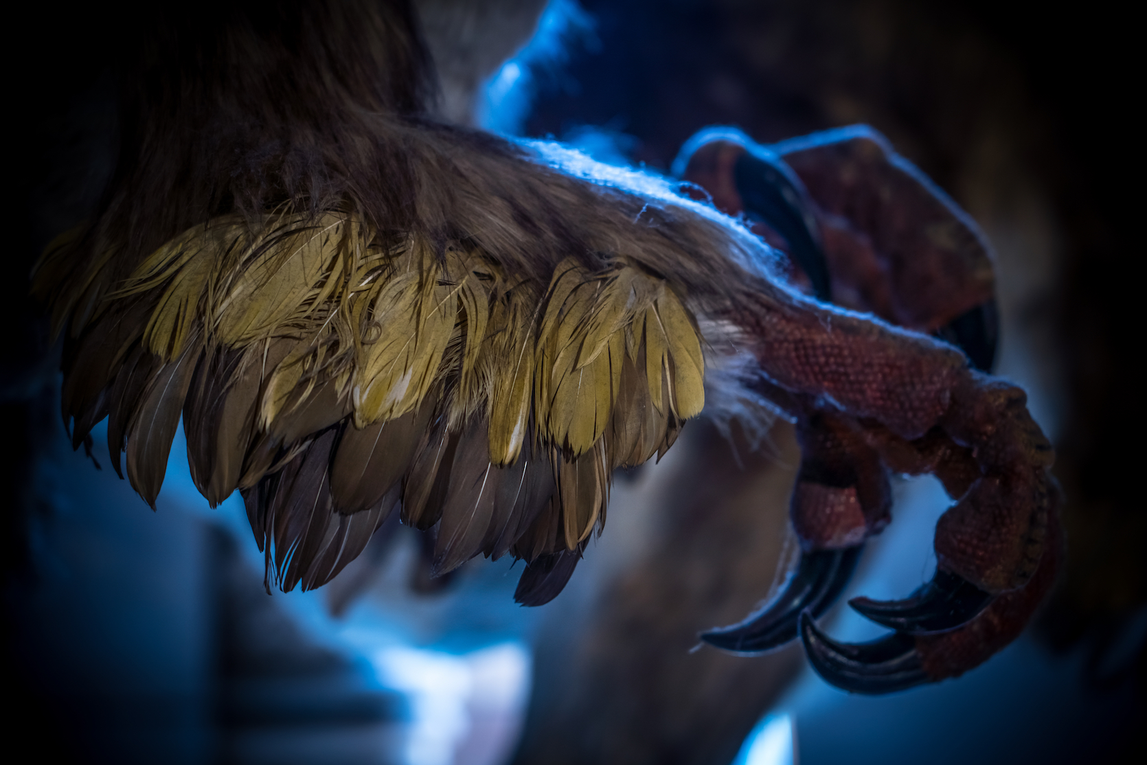 Complex feathers used for flight may have first evolved for sexual ...