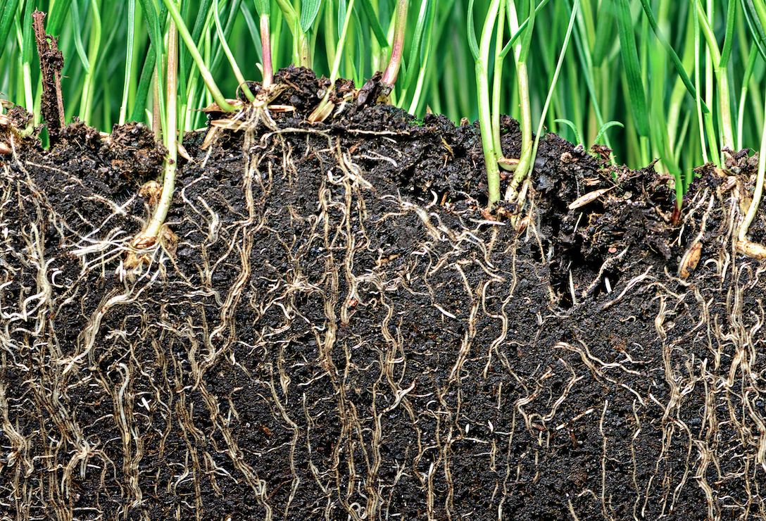 How Plant Roots Know To Follow Gravity Earth