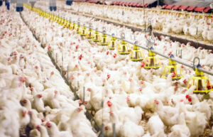 What Is Factory Farming? Is It Good Or Bad? - Earthpedia - Earth.com