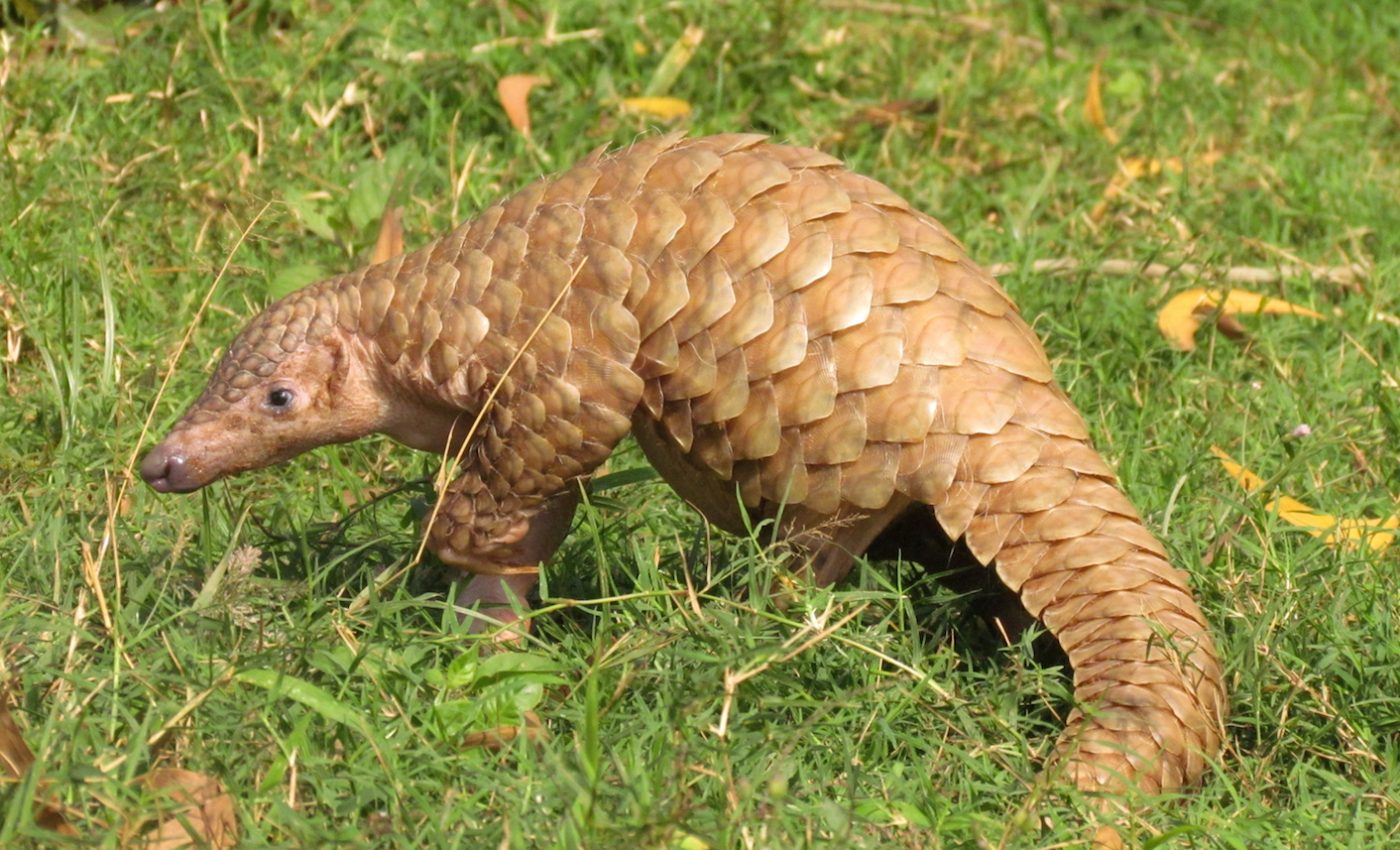 Protections for the pangolin may threaten an already endangered fish ...