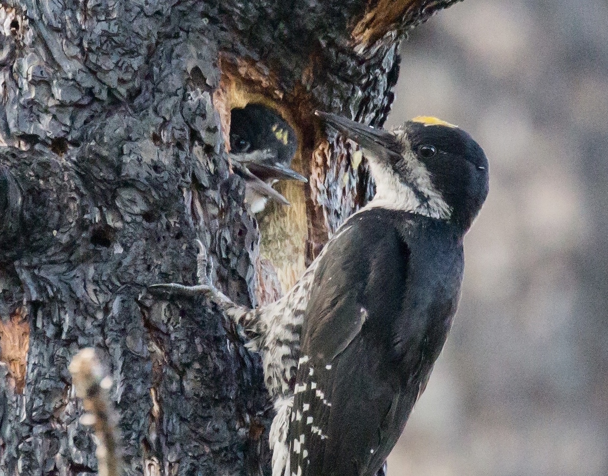 Forest fires are becoming too intense for birds