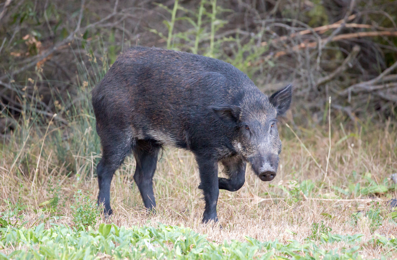 Non-carnivores pose a surprising threat to livestock - Earth.com