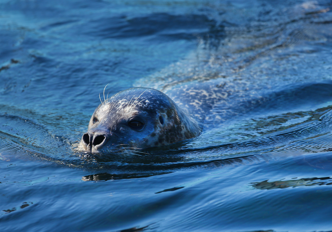 Wearable devices help researchers monitor the movement of harbor seals ...