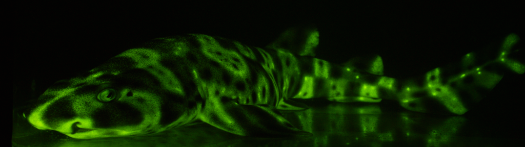 How some sharks emit a green glowing light - Earth.com
