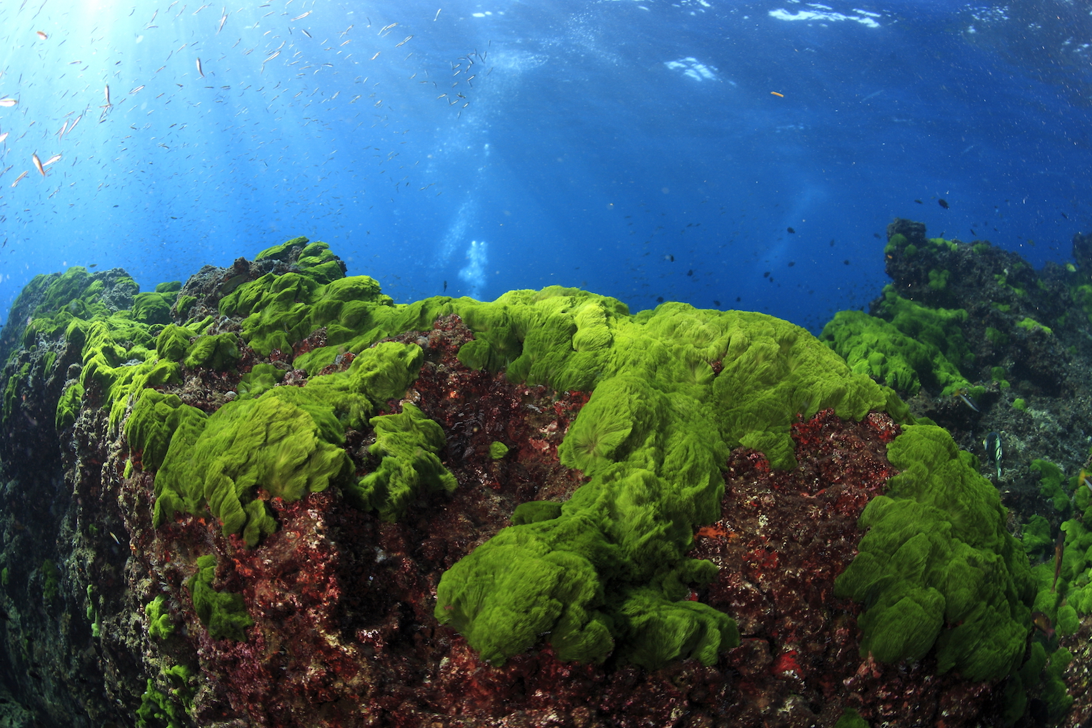 Marine microbe that captures sunlight could soon help regulate climate ...