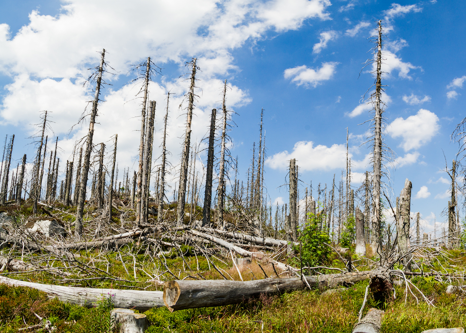Large-scale tree death has major impact on carbon storage - Earth.com
