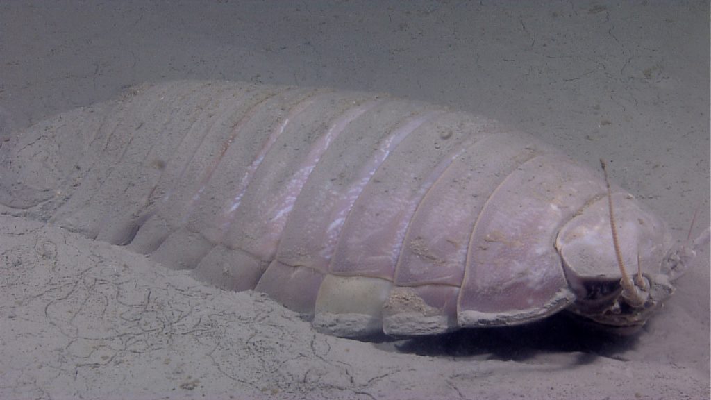 Fathoms and fathoms below: The weird life of the deep sea isopod ...