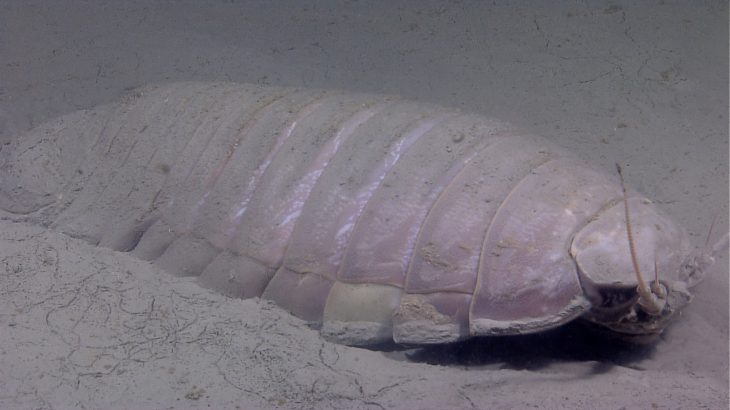 Fathoms and fathoms below: The weird life of the deep sea isopod ...
