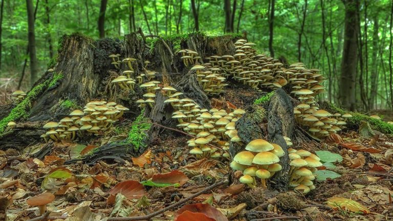 Common Types of Backyard Mushrooms - Earth.com