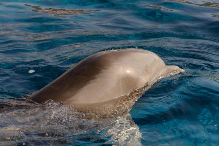 Measles-like virus is killing off dolphins off Italian coastline ...