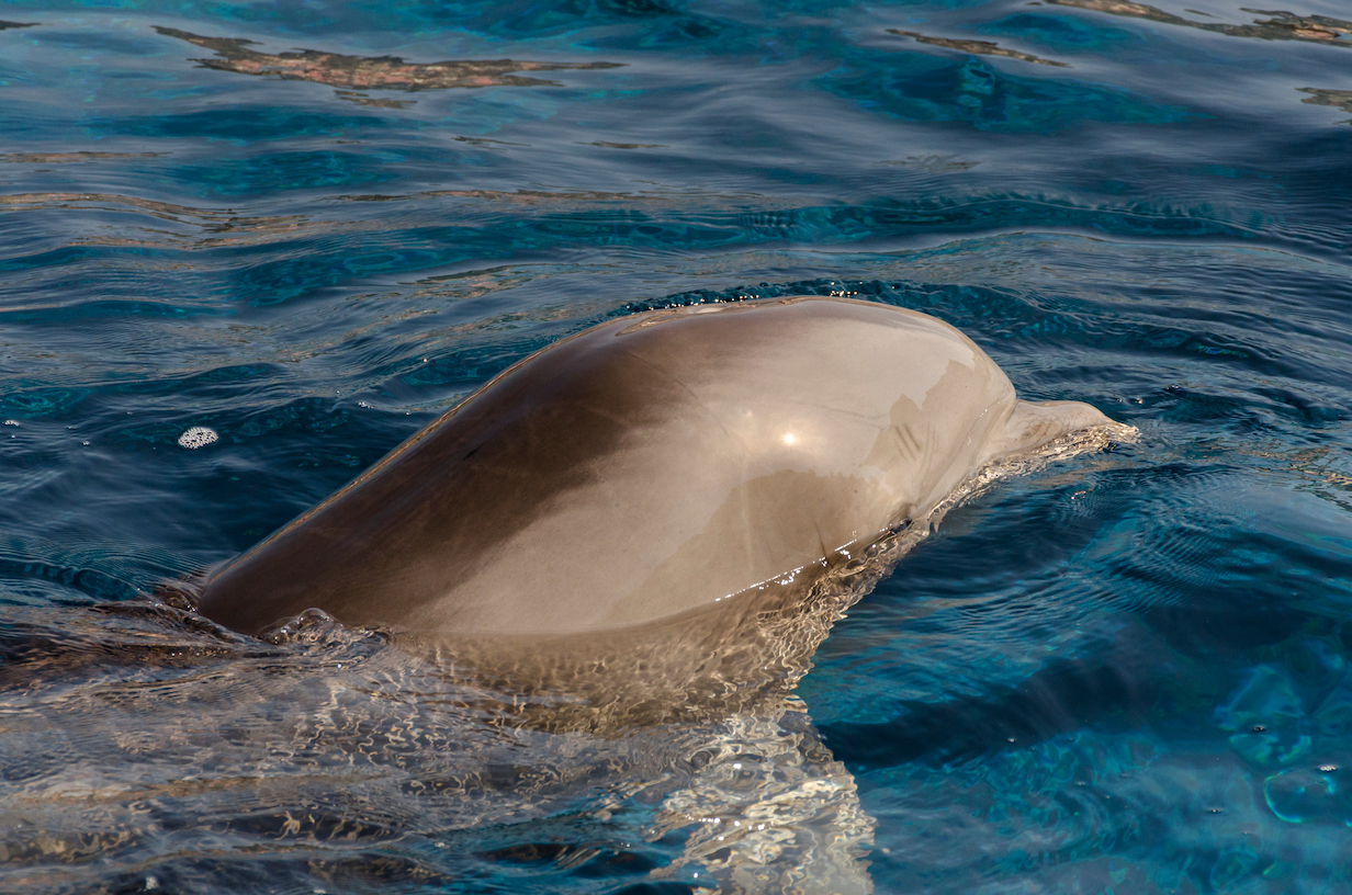 Measles-like virus is killing off dolphins off Italian coastline ...