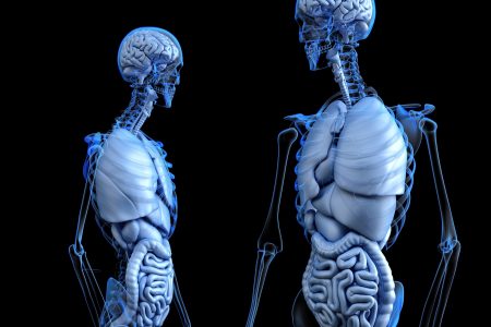 What Are Humans Made Of? - Earthpedia - Earth.com
