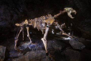 In prehistoric Europe, cave bears lost out to invading humans • Earth.com
