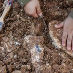 New bioengineering method could improve rice crop yields • Earth.com