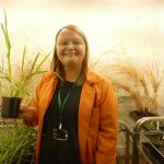 New bioengineering method could improve rice crop yields • Earth.com