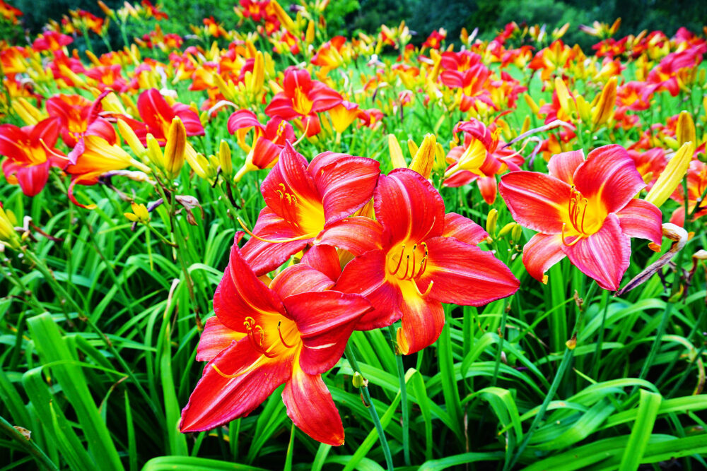What's So Special About the Lily Flower? - Earthpedia - Earth.com