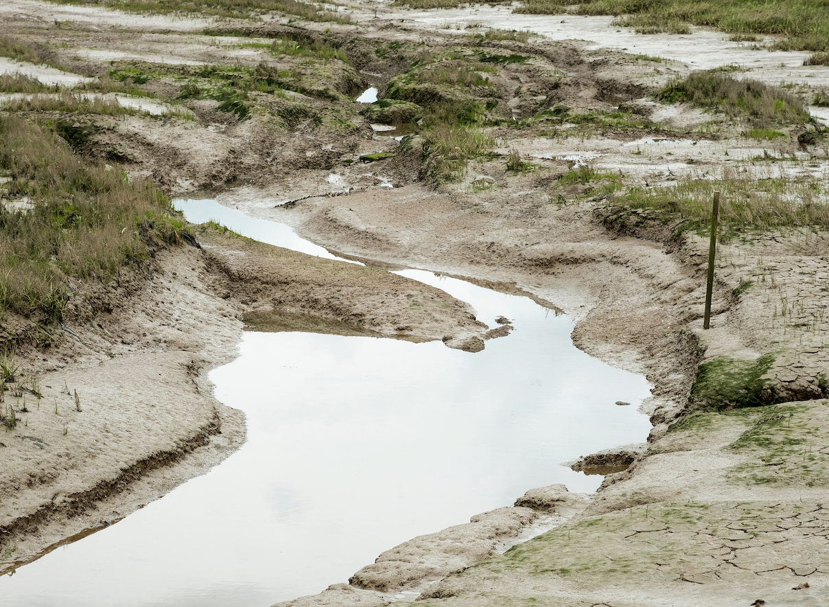 Microorganisms in coastal mud can cool the warming climate - Earth.com