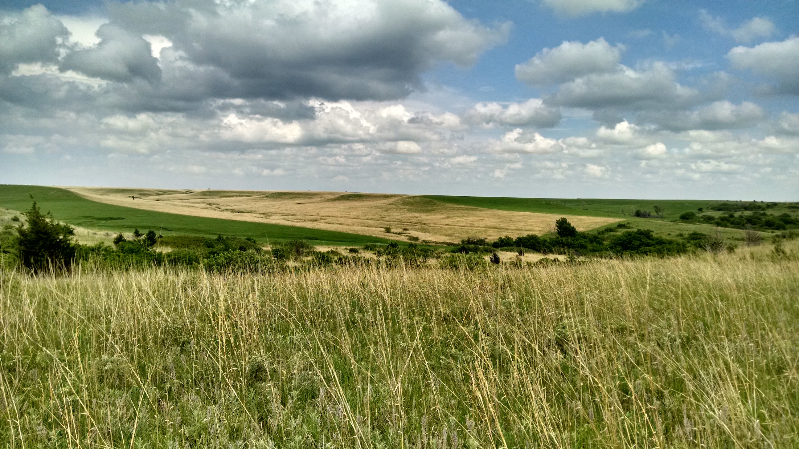 Human activities are driving changes in grassland plant diversity ...