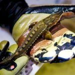 Documentary reveals what the Tyrannosaurus Rex really looked like ...