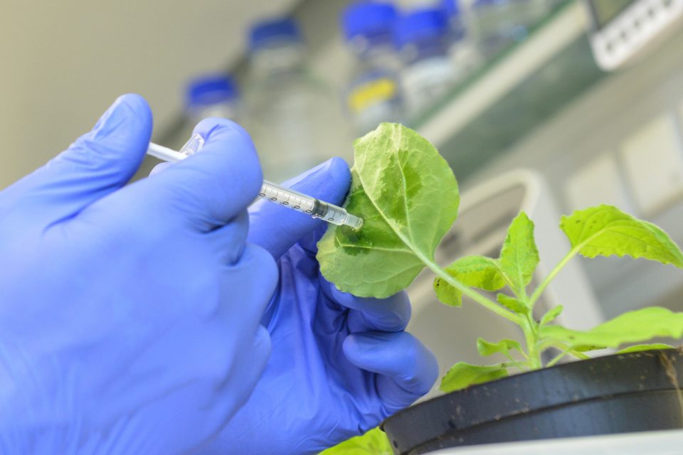 A new method for protecting plants from viral infections • Earth.com