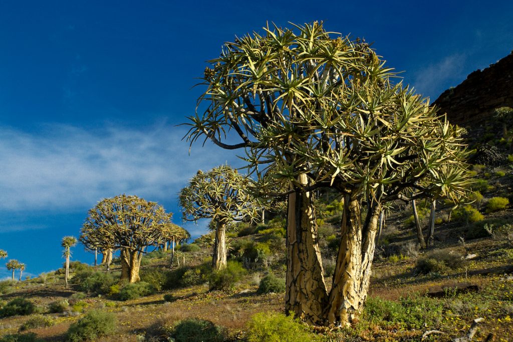 Plants are vanishing from biodiversity hotspots at a shocking rate ...