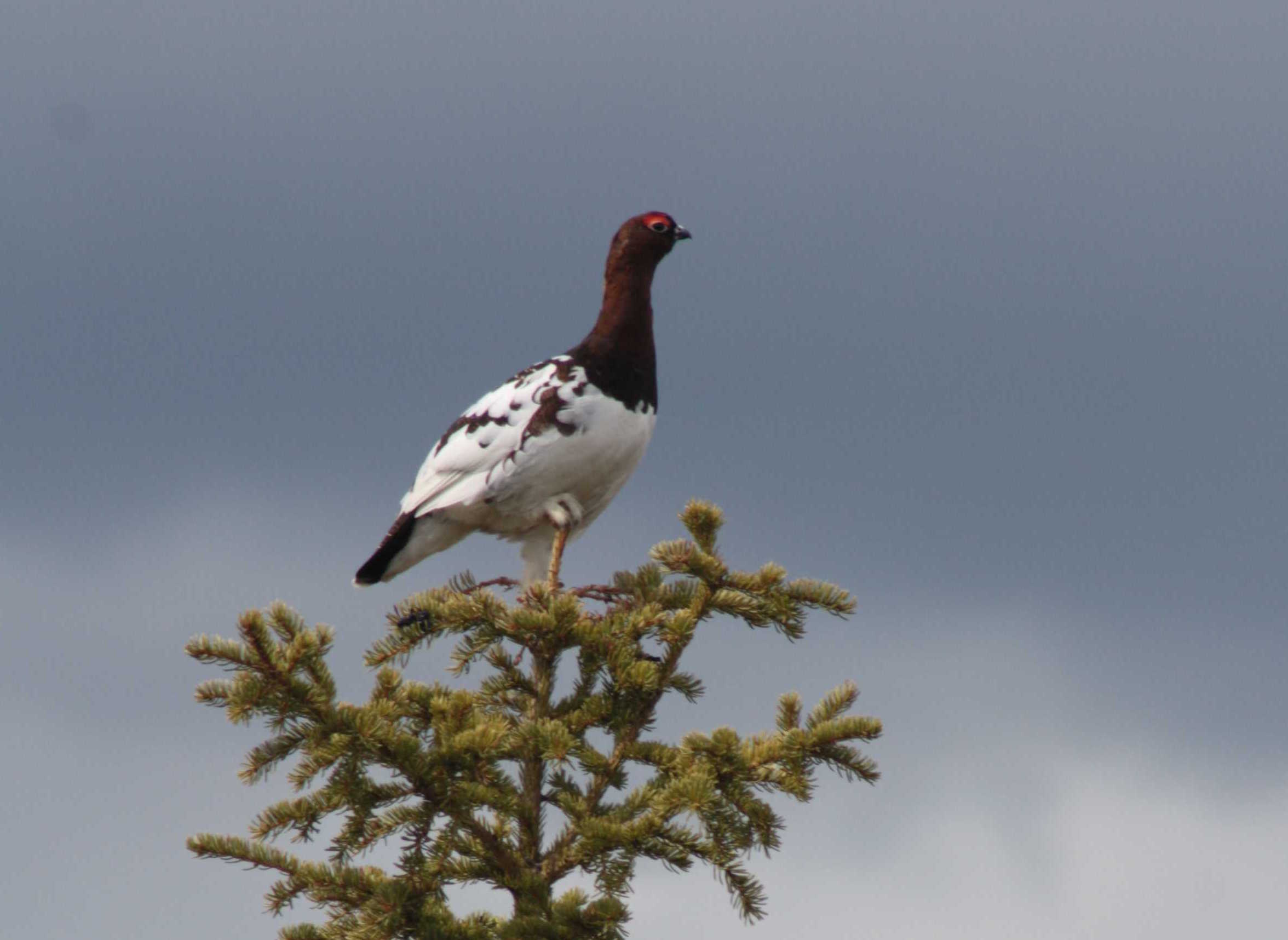 Bird species either have big guts or big brains - Earth.com