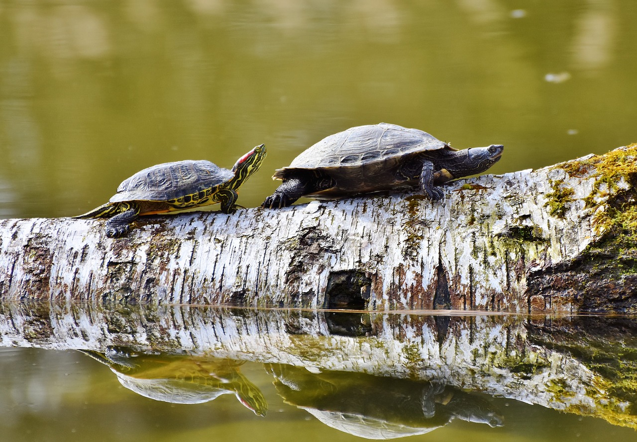 Are Turtles Reptiles? - Earth.com