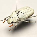 Panda bears' black and white fur is used for both communication and ...