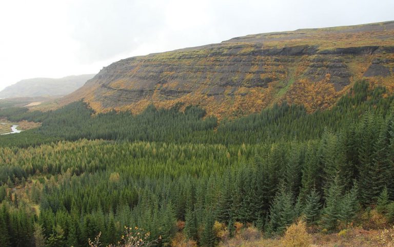 Trees in Iceland, or Lack Thereof - Earth.com - Earthpedia