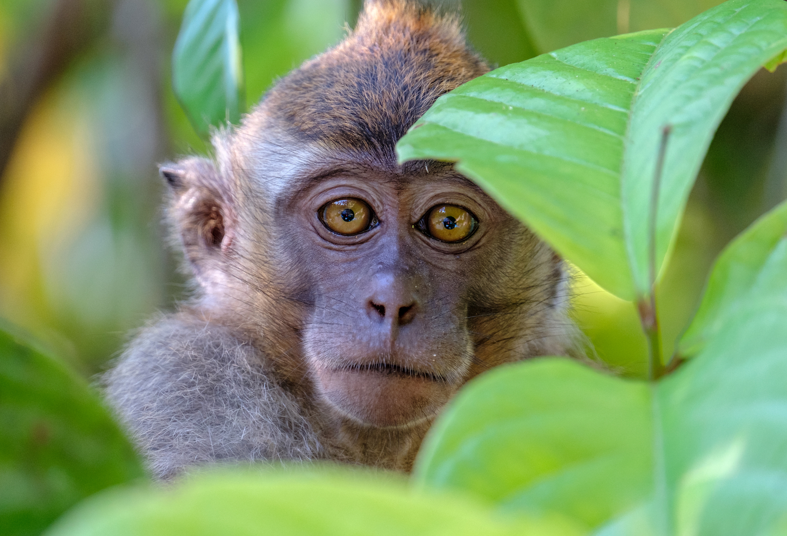 Scientists call for increased focus on animal ethics - Earth.com