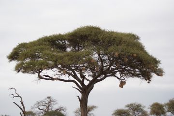 7 of the Coolest Savanna Plants - Earthpedia - Earth.com