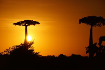 7 of the Coolest Savanna Plants - Earthpedia - Earth.com