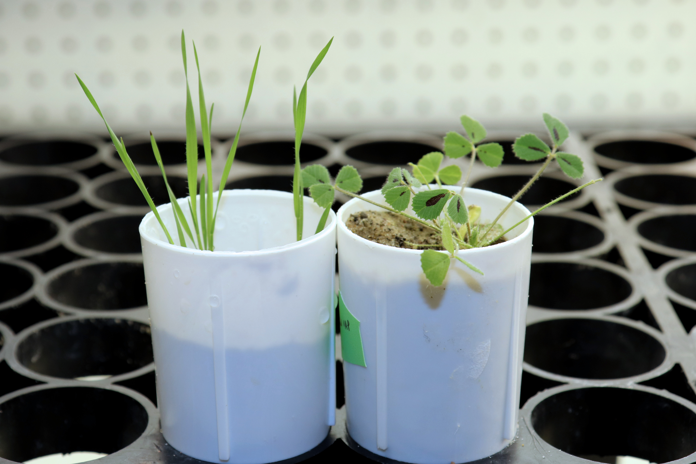 Plant gene breakthrough can help battle fertilizer pollution in ...