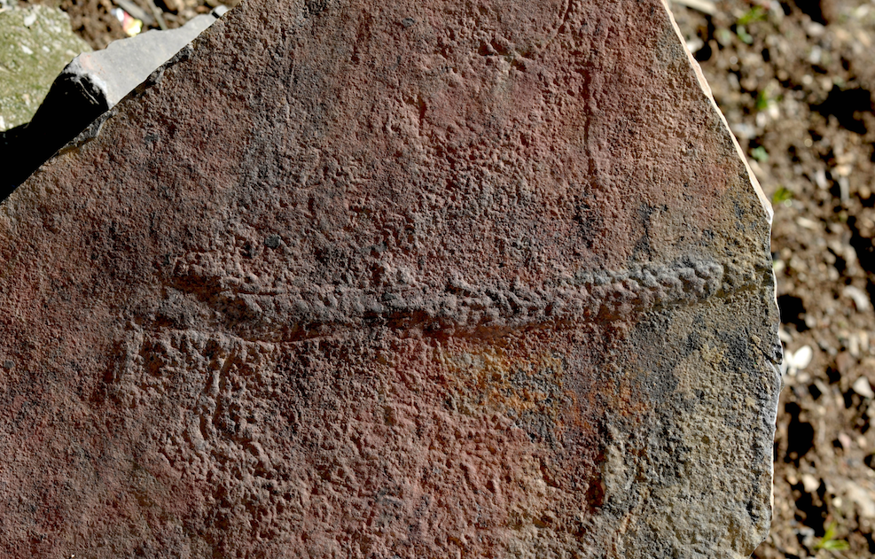 550 million-year-old animal trail fossil discovered in China - Earth.com