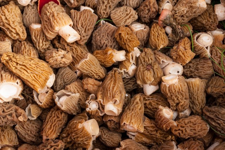 How to Find Morel Mushrooms and Avoid False Morels - Earth.com