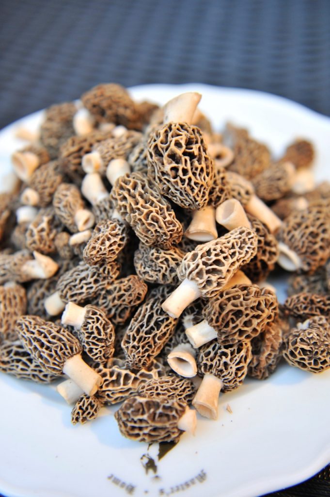 How to Find Morel Mushrooms and Avoid False Morels - Earth.com