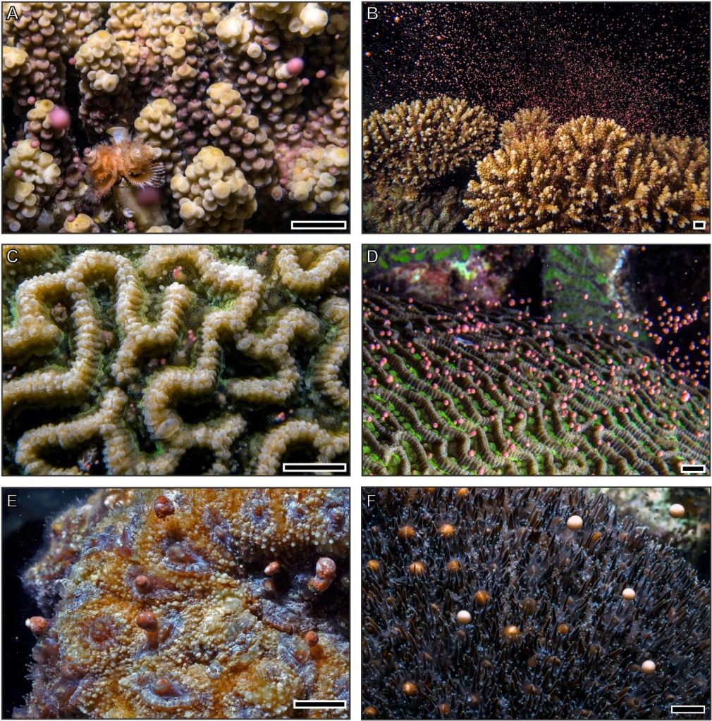 These reef-building corals may be at risk of extinction - Earth.com