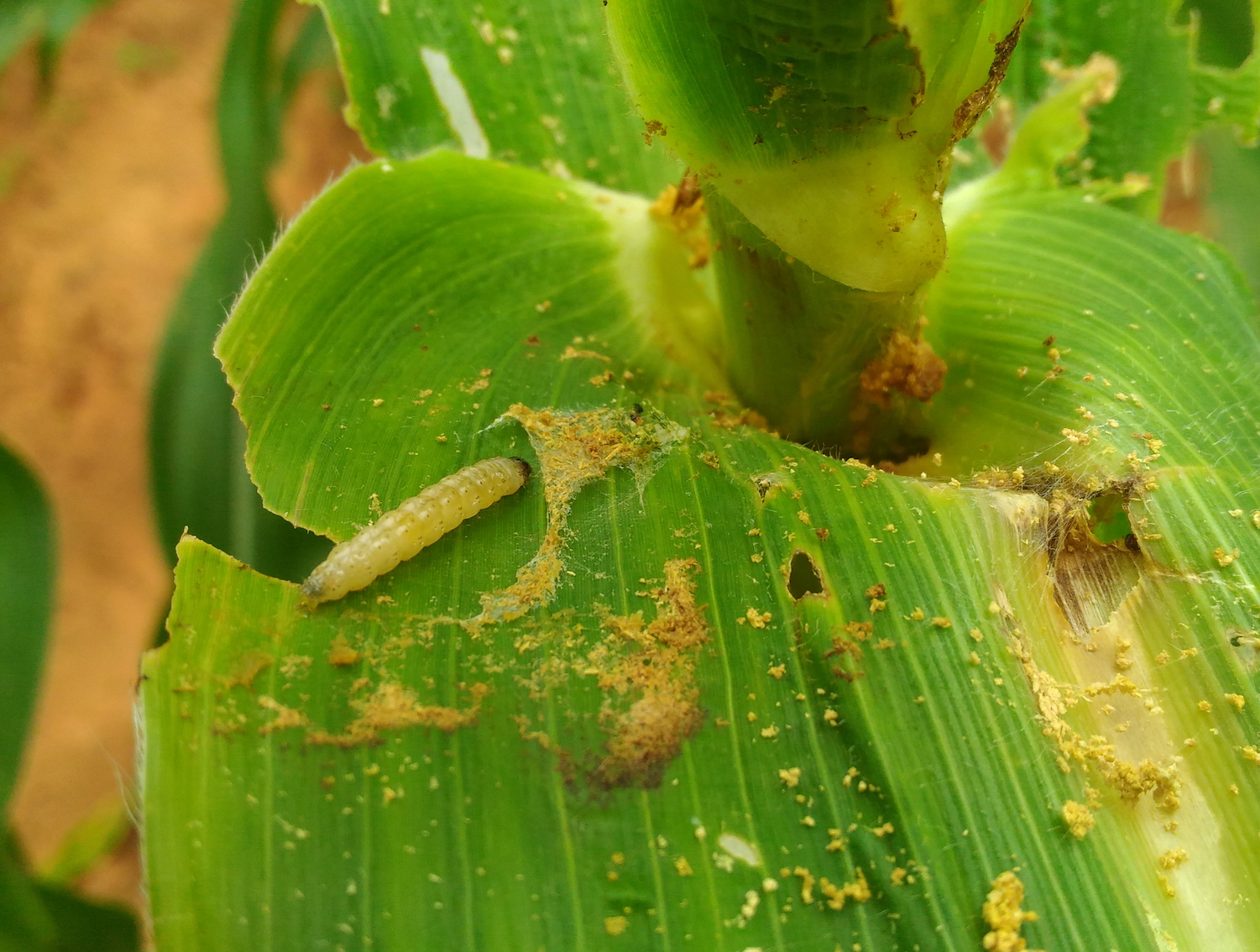 Armyworms continue their relentless attacks on crops worldwide - Earth.com