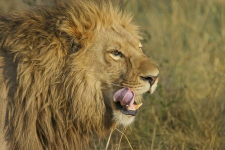 Are Lions Endangered? It's Complicated. - Earthpedia - Earth.com
