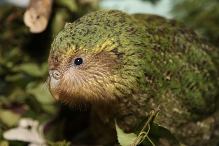 The 12 Endangered Birds Most At Risk of Extinction - Earth.com