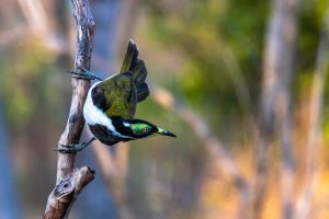 The 12 Endangered Birds Most At Risk of Extinction - Earth.com