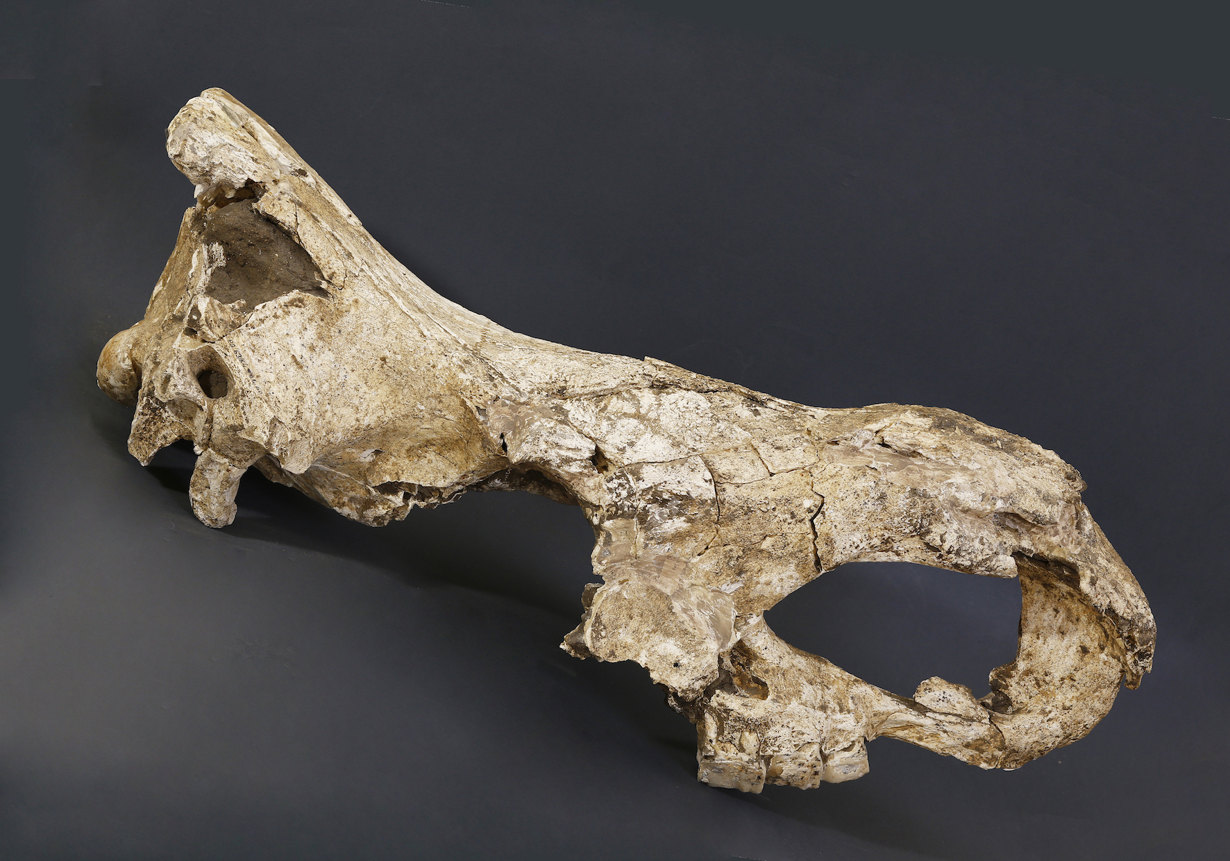 Latest breakthrough could offer new insight into modern human evolution