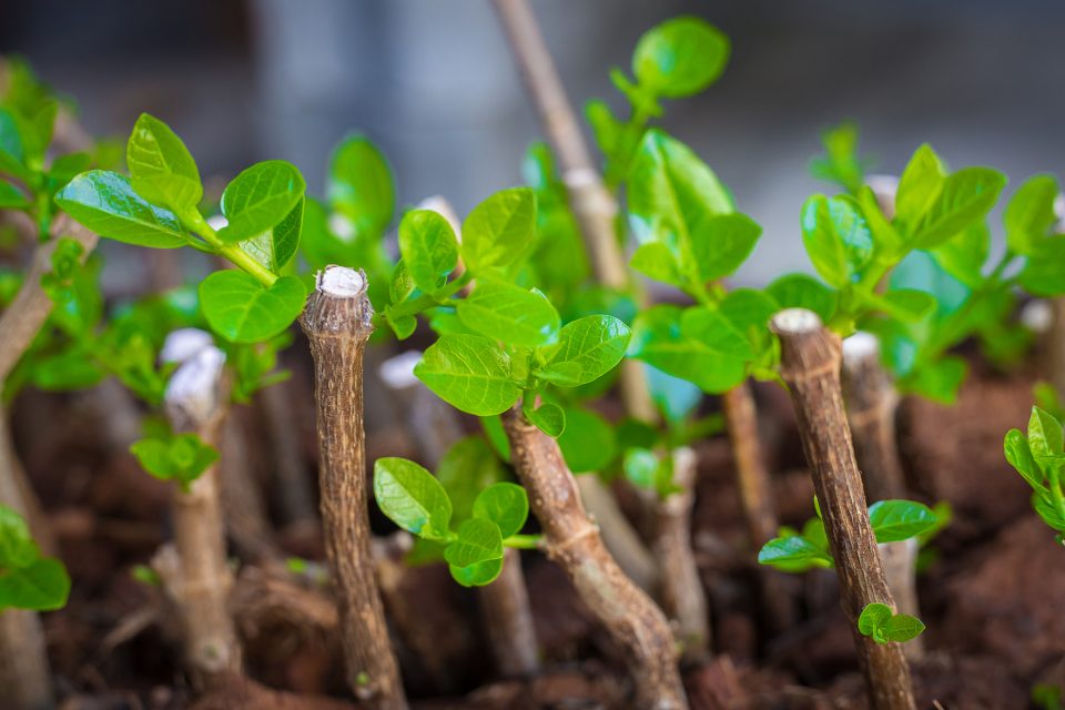 How to propagate plants from cuttings • Earth.com
