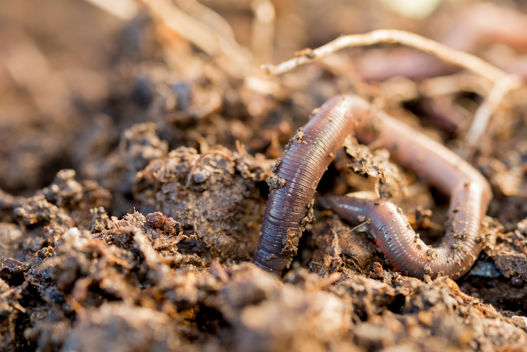 Microplastics are negatively affecting the ‘engineers’ of soil ...