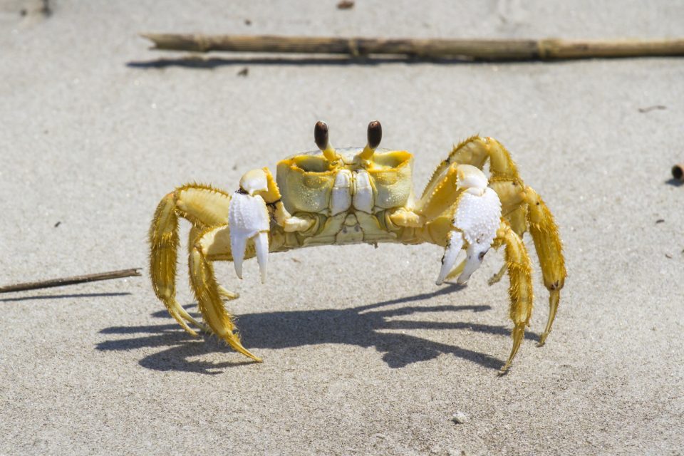 Ghost Crab Behavior